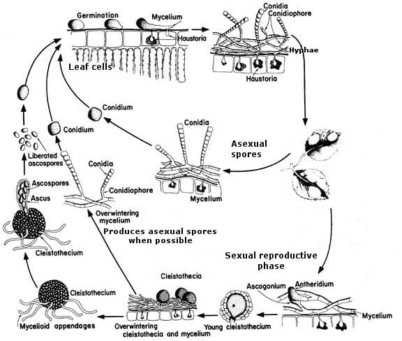 Part 3: Plant Reproduction and Fungal Infection | Quest Climate