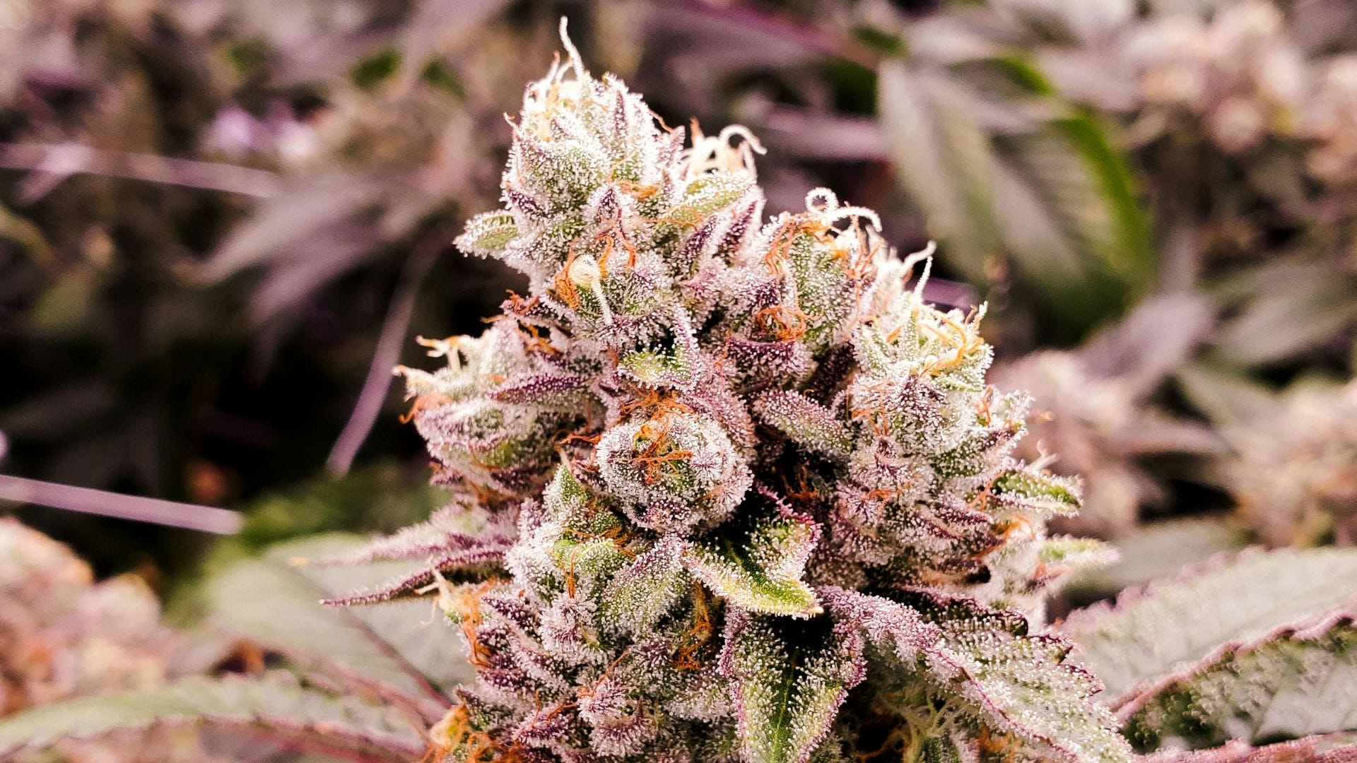 Preventing Bud Rot Through Precision Humidity Control