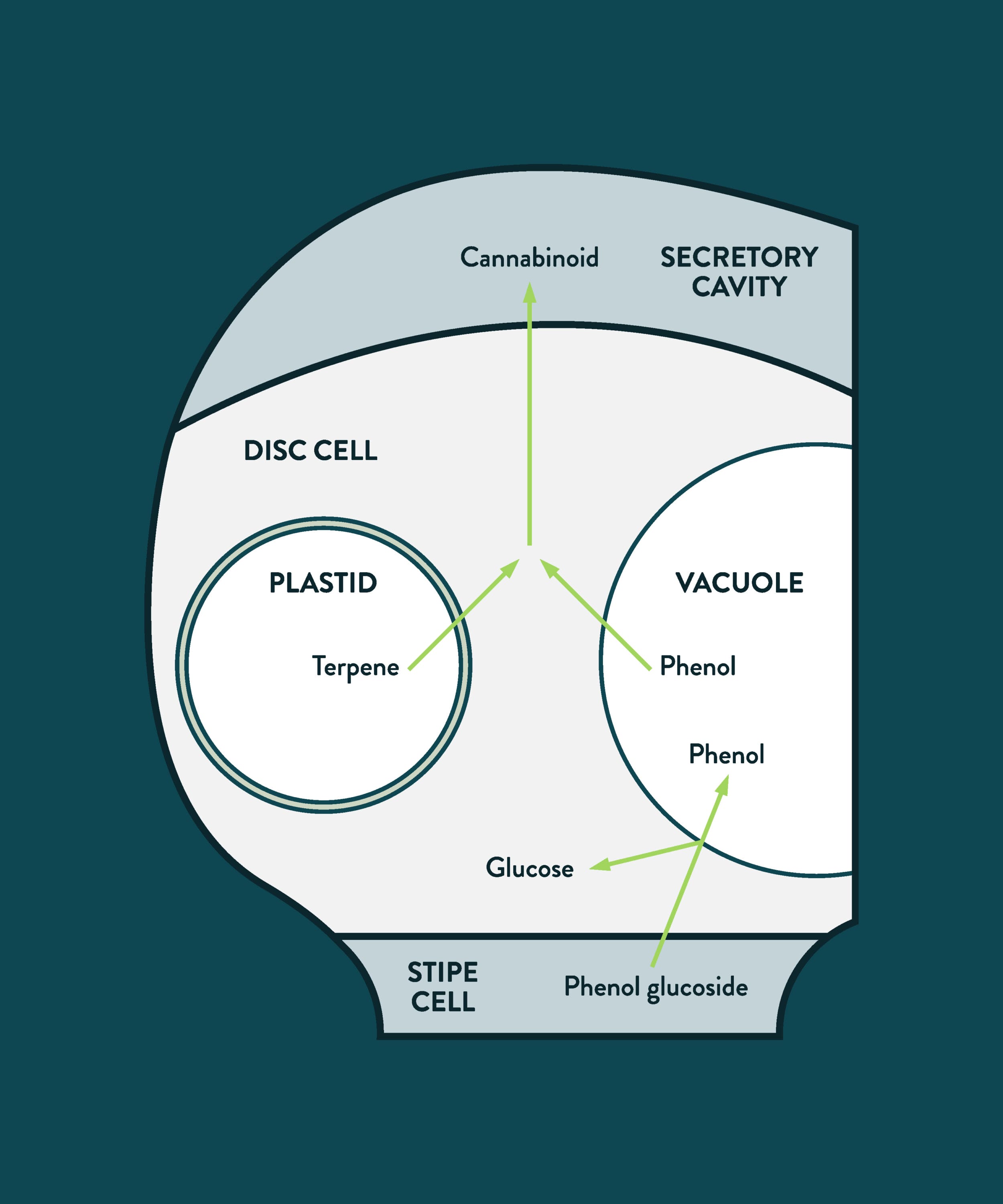 Terpenoids, Trichomes & Cannabinoids Part 1: Where they are located ...